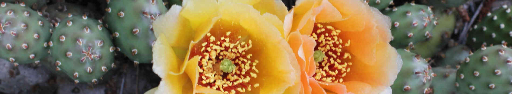 Prickly Pear Cactus for Sale | Opuntia Cactus for Sale