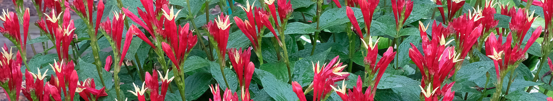 Plant Delights Introductions for sale, Mail Order Plants for sale