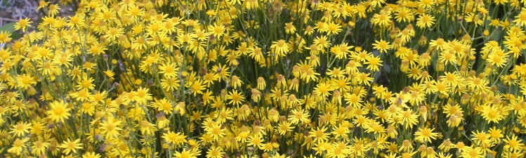 Packera | Ragwort | Packera Plants for Sale