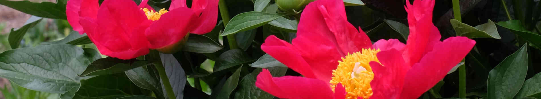 Peonies for Sale | Peony Plants for Sale | Paeonia | Peony