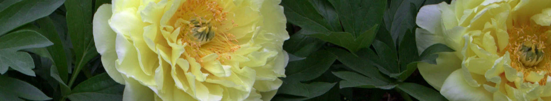 Zone 6 Plants | Plants for Zones 6a - 6b | Zone 6 Perennials