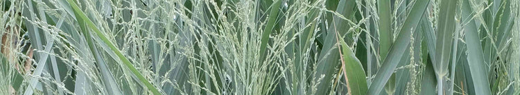 Switchgrass for sale | Panicum | Panicum virgatum
