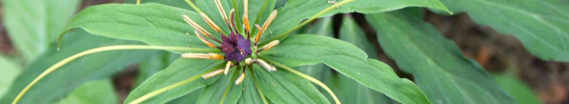 Paris | Paris polyphylla | Paris Plant