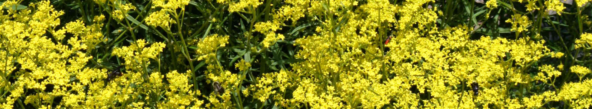 Patrinia | Golden Lace Flower | Patrinia scabiosifolia