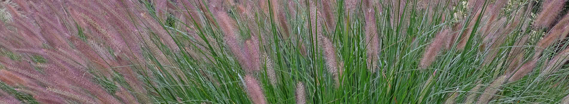 Pennisetum Grass | Fountain Grass | Perennial Fountain Grass