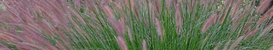 Pennisetum Grass | Fountain Grass | Perennial Fountain Grass