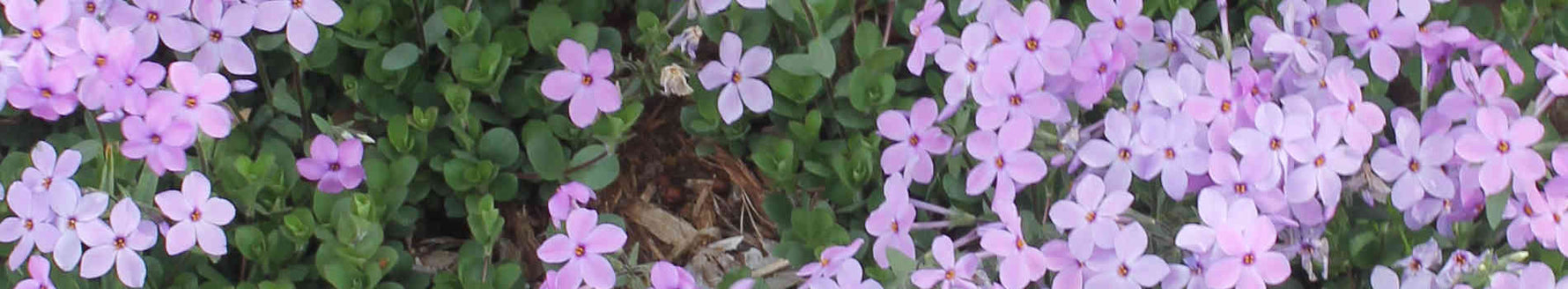 Spiller Plants for Containers | Spiller Plants for Pots