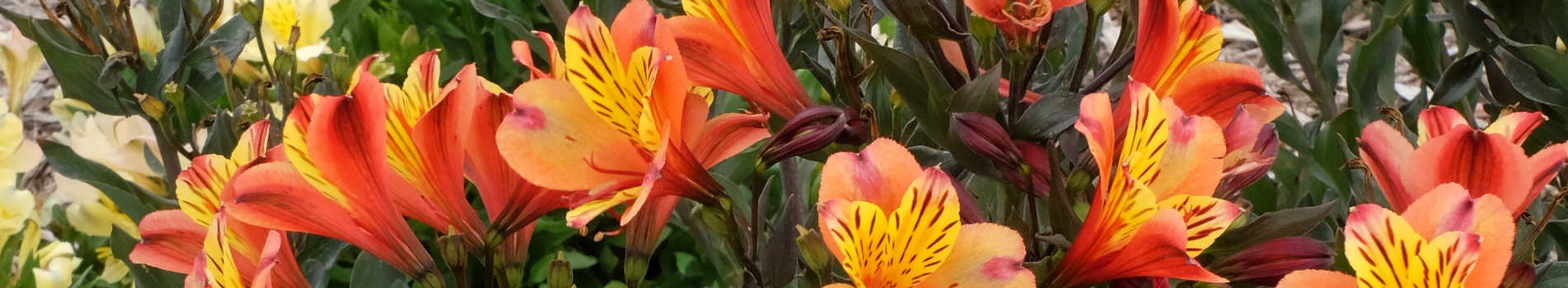 Perennial Flowering Plants for Sale from A to Z | Perennials flowers ...