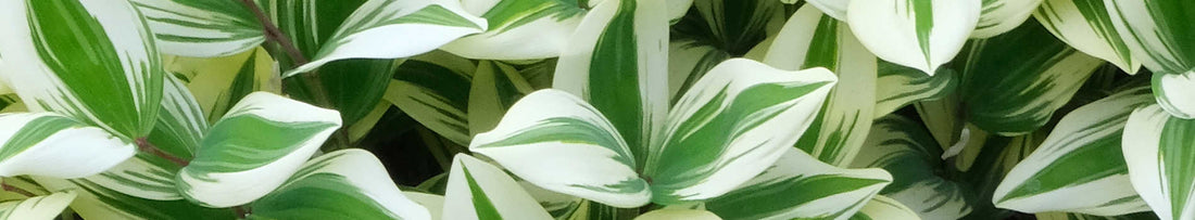 Zone 9 Plants | Plants for Zone 9a - 9b | Zone 9 Perennials