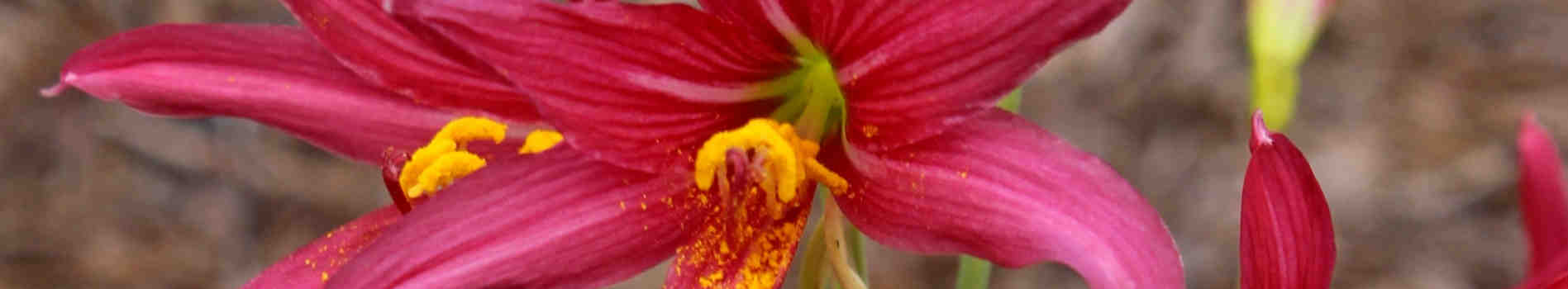 Rhodophiala | Oxblood Lily | Rhodophiala bifida