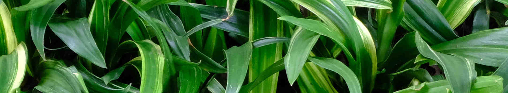 Rohdea japonica | Rohdea | Rohdea japonica for Sale