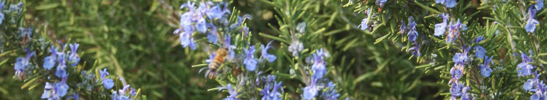 Rosmarinus officinalis | Rosemary | Rosemary Plants for Sale