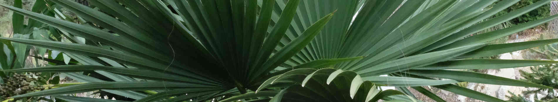 Sabal | Sabal Palmetto | Sabal Palm | Hardy Palmetto