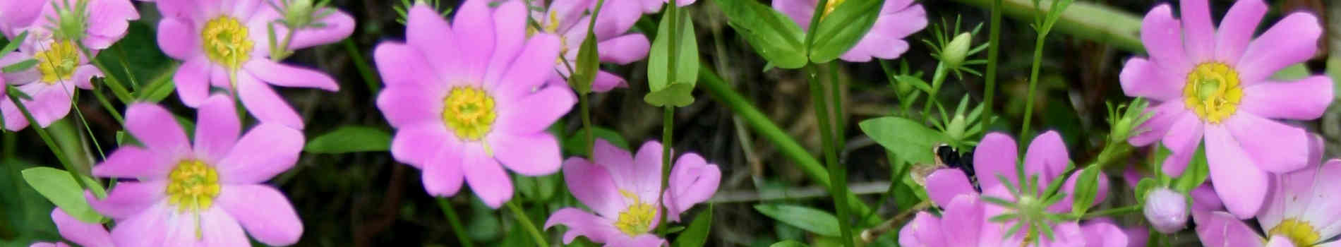 Sabatia | Swamp Pink Gentian | Sabatia for Sale