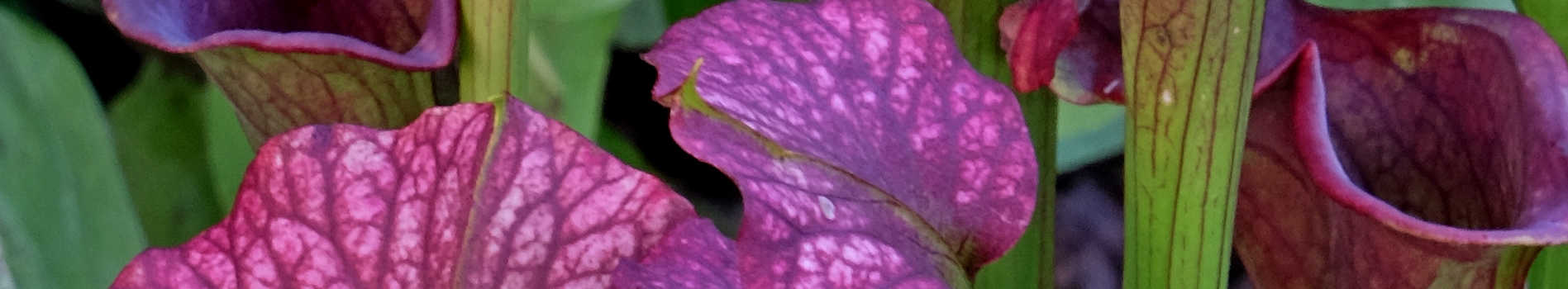 Zone 8 Plants | Plants for Zones 8a - 8b | Zone 8 Perennials