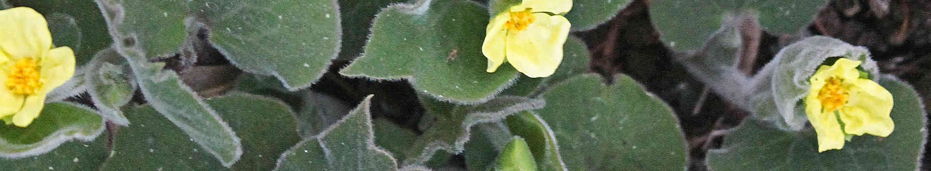 Saruma | Saruma henryi | Upright Wild Ginger