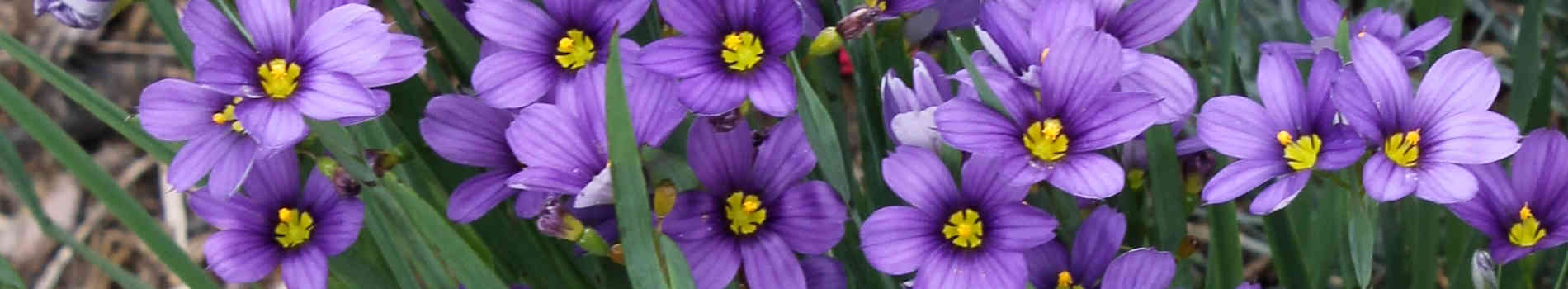 Sisyrinchium | Blue-eyed Grass | Sisyrinchium Plants