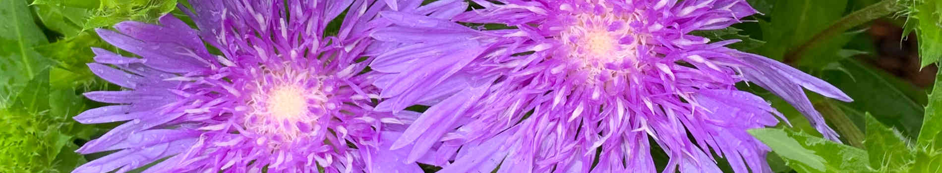 Stokesia | Stokes Aster | Stokesia laevis