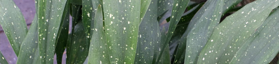 Plants with Spotted Leaves | Speckled Leaf Plants