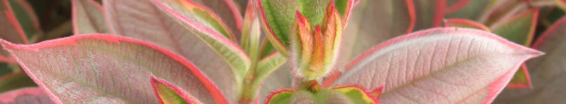 Tibouchina | Glory Bush | Glory Tree | Princess Flowers