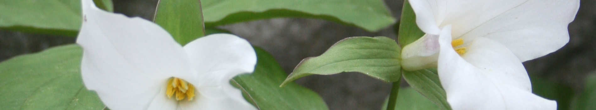 Zone 2 Plants | Plants for Zone 2a - Zone 2b | Zone 2 Perennials