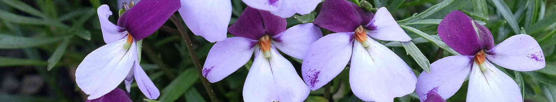 Viola Plants | Perennial Viola | Viola Flowers