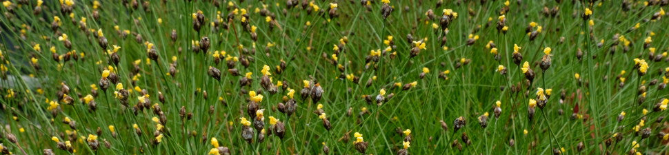 Xyris | Yelloweyed Grass | Xyris Plant