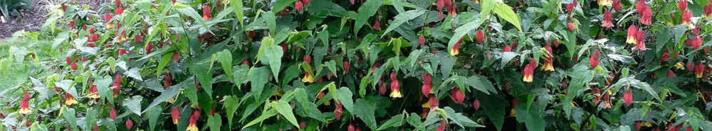 Buy Plants By Genus - from Abutilon to Zingiber