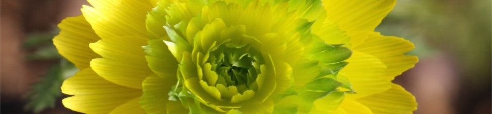Adonis Flower | Adonis Plant | Pheasants Eye