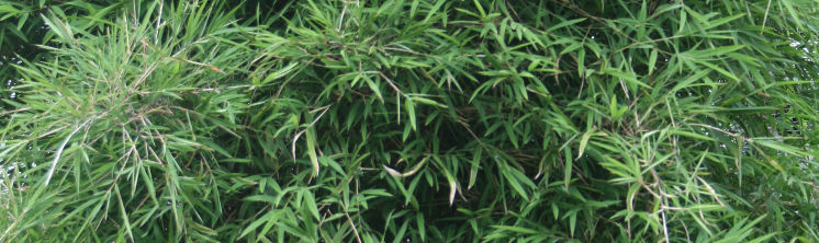 Borinda | Borinda Bamboo | Borinda Bamboo for Sale