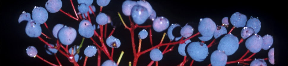 Diphylleia | Umbrella Leaf | Skeleton Flower