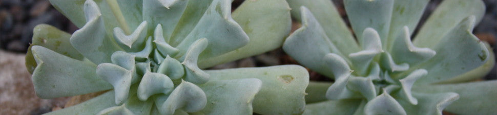 Echeveria | Mexican Hen and Chicks | Mexican Firecrackers