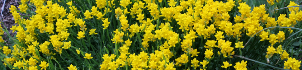 Genista | Broom | Genista Plants
