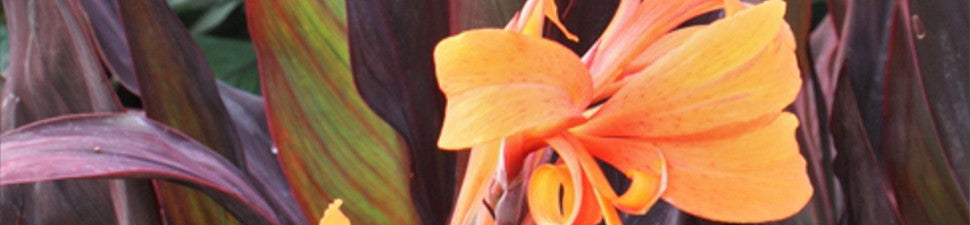 Giant Plants | Giant Perennials | Large Plants | Tall Plants