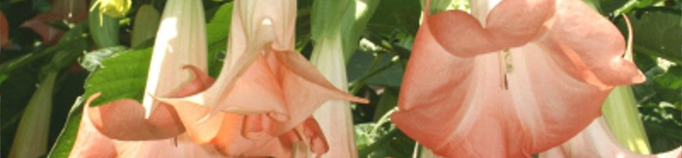 Hallucinogenic Plants for Sale | Entheogenic Plants for Sale