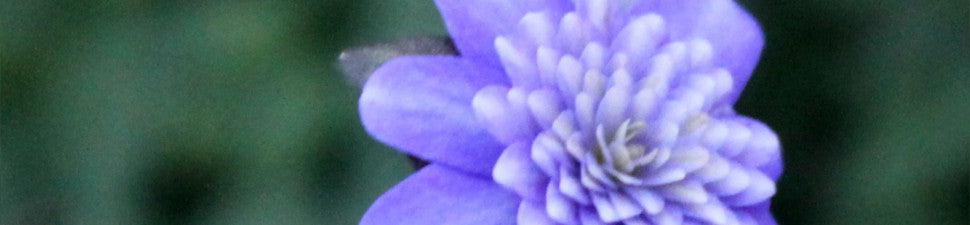 Hepatica | Liverleaf | Hepatica Plant for Sale