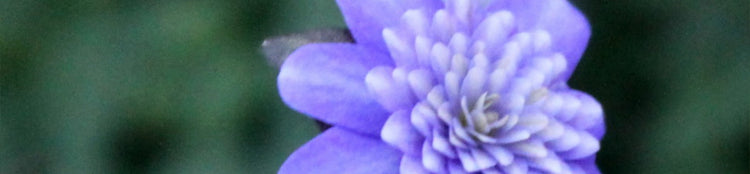 Hepatica | Liverleaf | Hepatica Plant for Sale