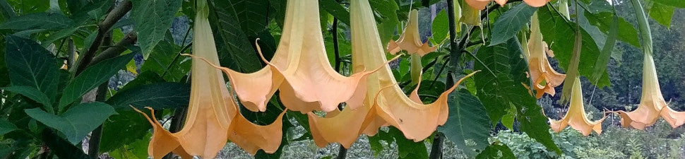 Perennial House Plants | Perennial House Plants for Sale