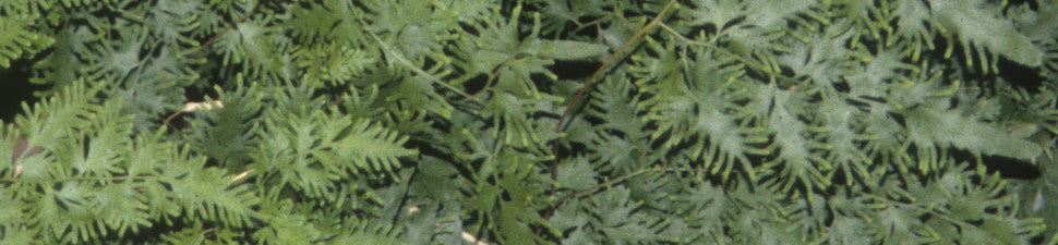 Lygodium | Climbing Fern | Plant Delights Nursery