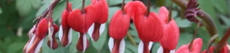 Multicolor Flowers | Plants With Multicolored Flowers