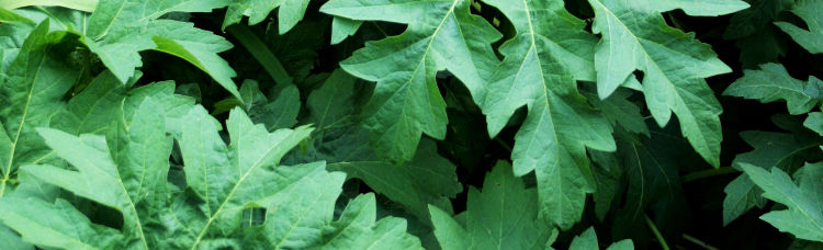 Napaea | Glade Mallow | Napaea for Sale