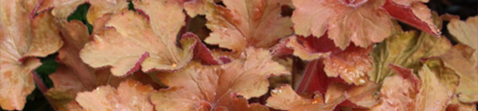 Orange Foliage Plants | Plant Delights Nursery