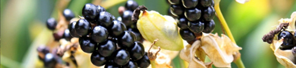 Ornamental Seed | Ornamental Fruit | Plants With Ornamental Seeds