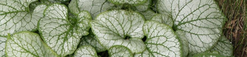 Patterned Leaf Plants | Plants with Patterned Leaves