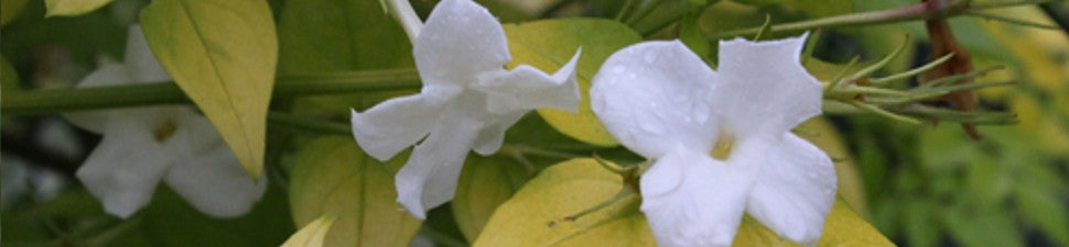 Perennials that start with J | Flowers that start with J