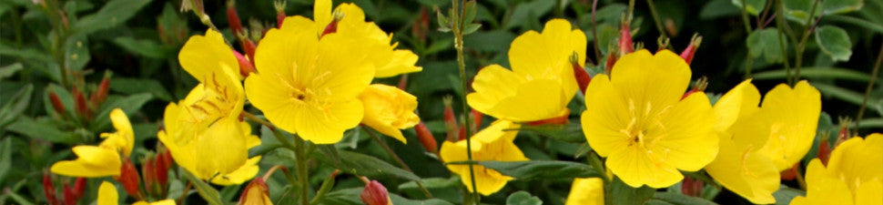 Plants that start with O | Flowers that start with O