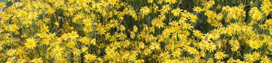 Plants that start with P | Flowers that start with P