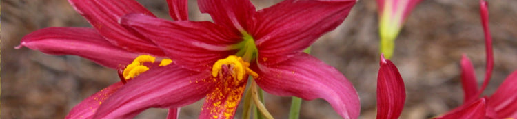 Plants That Start With R | Flowers That Start With R