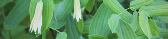 Plants that start with U | Flowers that start with U