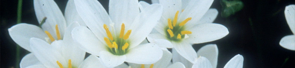 Z Flower Seasonal Flowers Guide | Kimberleys The Florist | Clevedon